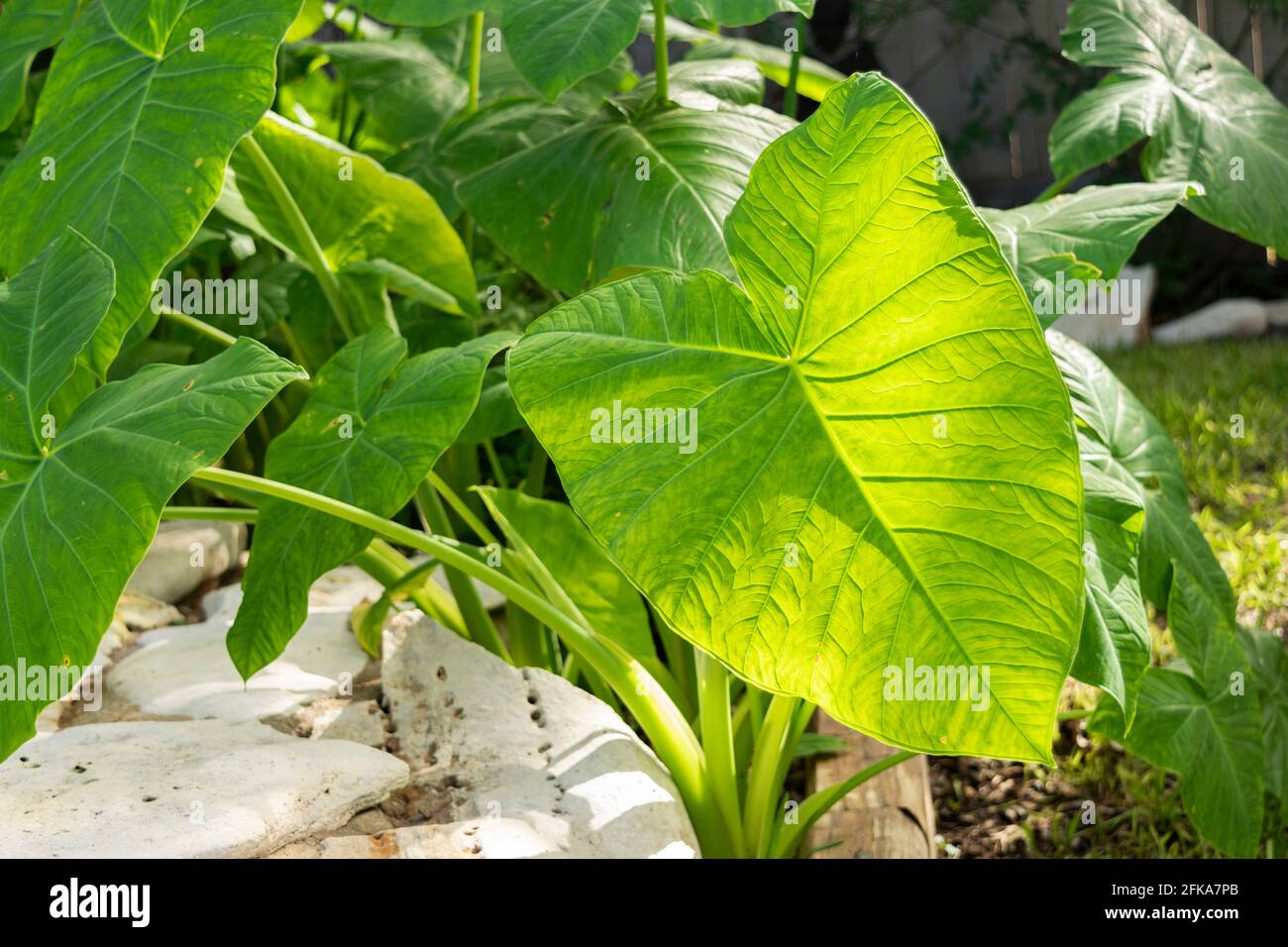 Elephant Ear plants grow in a shady backyard garden Stock Photo - Alamy