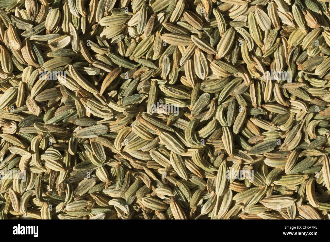 A close-up view of fennel seeds in natural light Stock Photo - Alamy