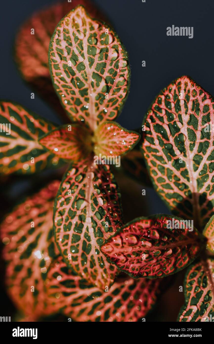 Vertical shot of a fittonia plant with patterned leaves and water ...