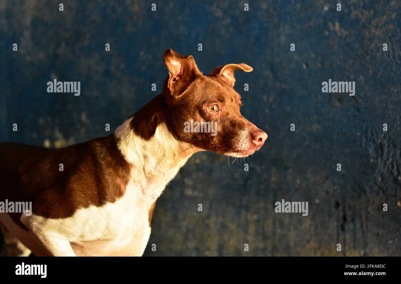 Scared brown dog looking at something with a shocked expression in an ...