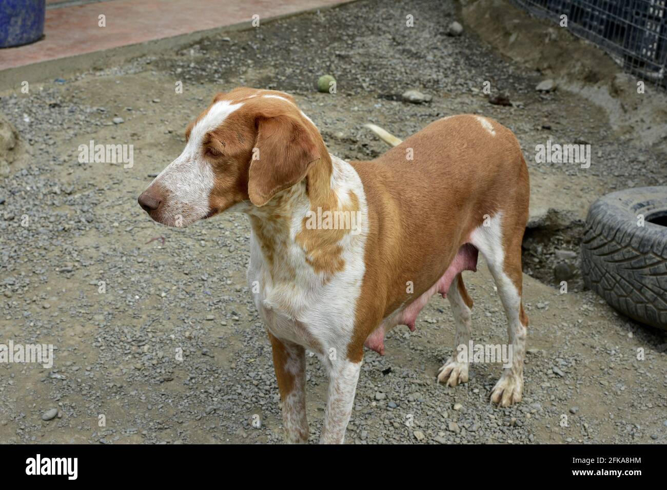 Patches on dog hi-res stock photography and images - Alamy