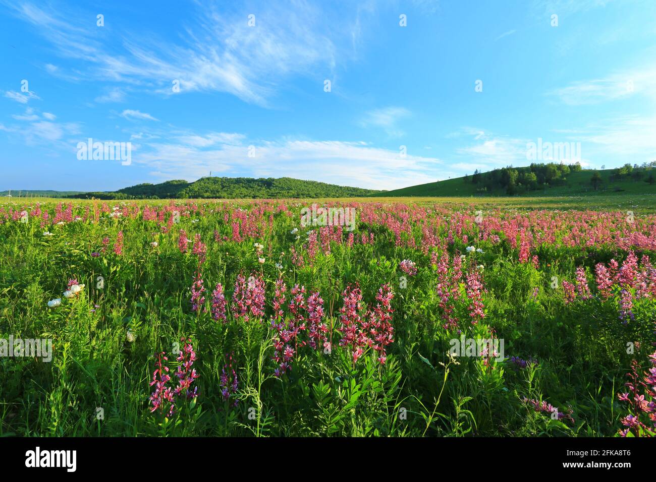 The hulunbuir prairie flower fields Stock Photo - Alamy