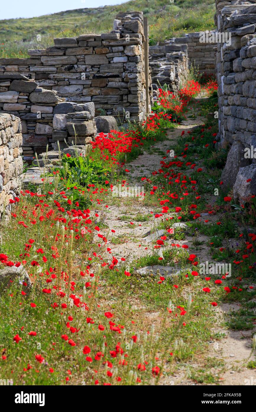 Ancient stone ruins on island of Delos with wildflowers, Cyclades ...