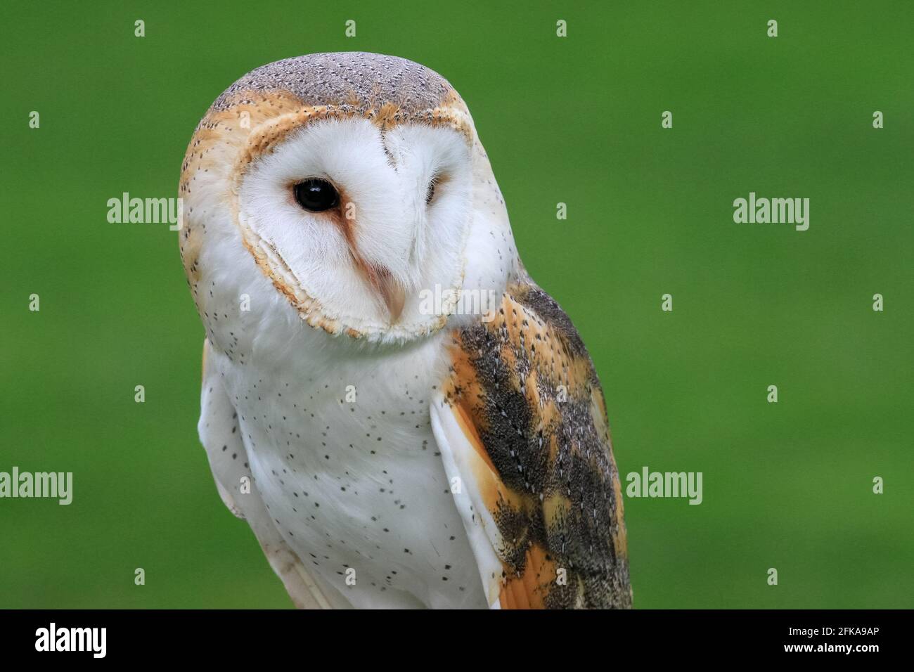 Barn owl face hi-res stock photography and images - Alamy