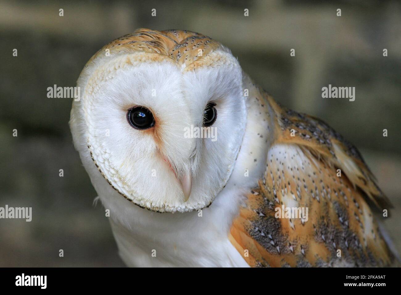 Owl Wing Feathers Close High Resolution Stock Photography and Images ...