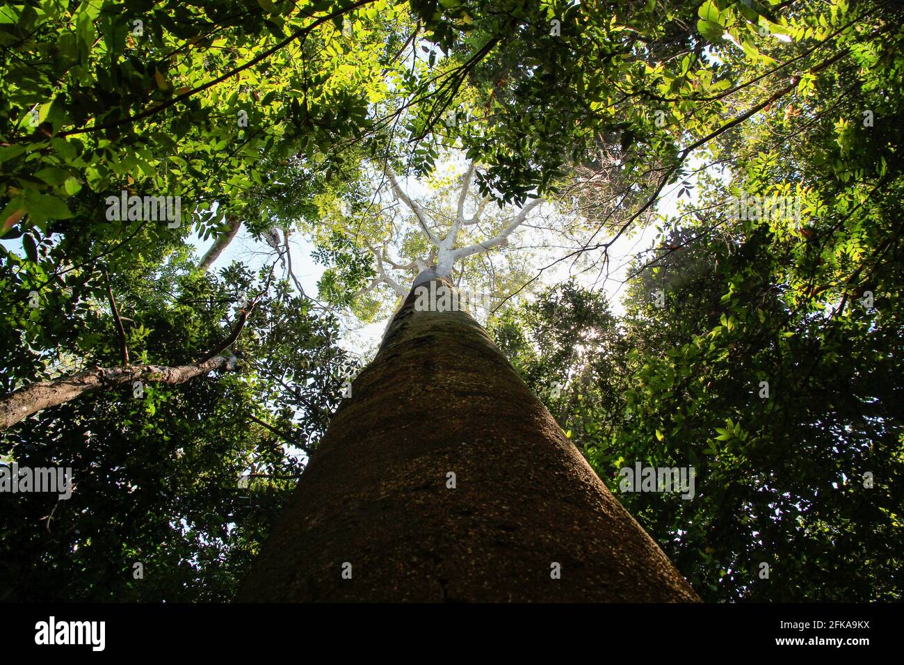 Canopy from tree hi-res stock photography and images - Alamy