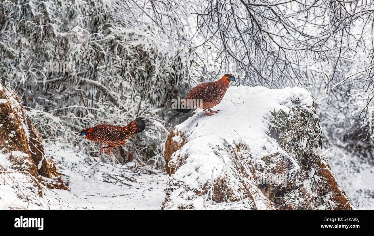 Red squirrels of china hi-res stock photography and images - Alamy