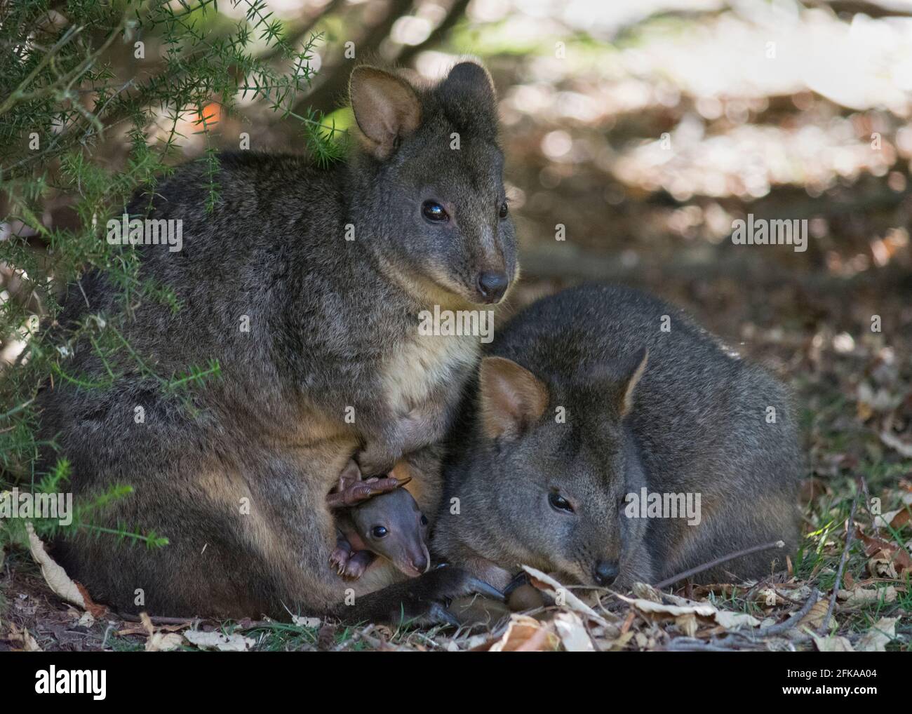 Pademelons hi-res stock photography and images - Alamy