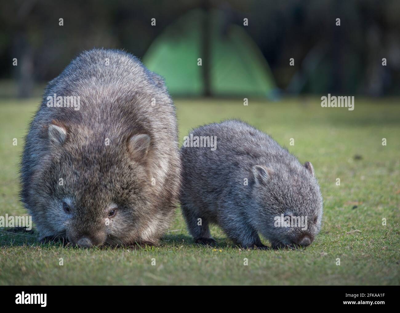 Mum and baby wombat Stock Photo - Alamy