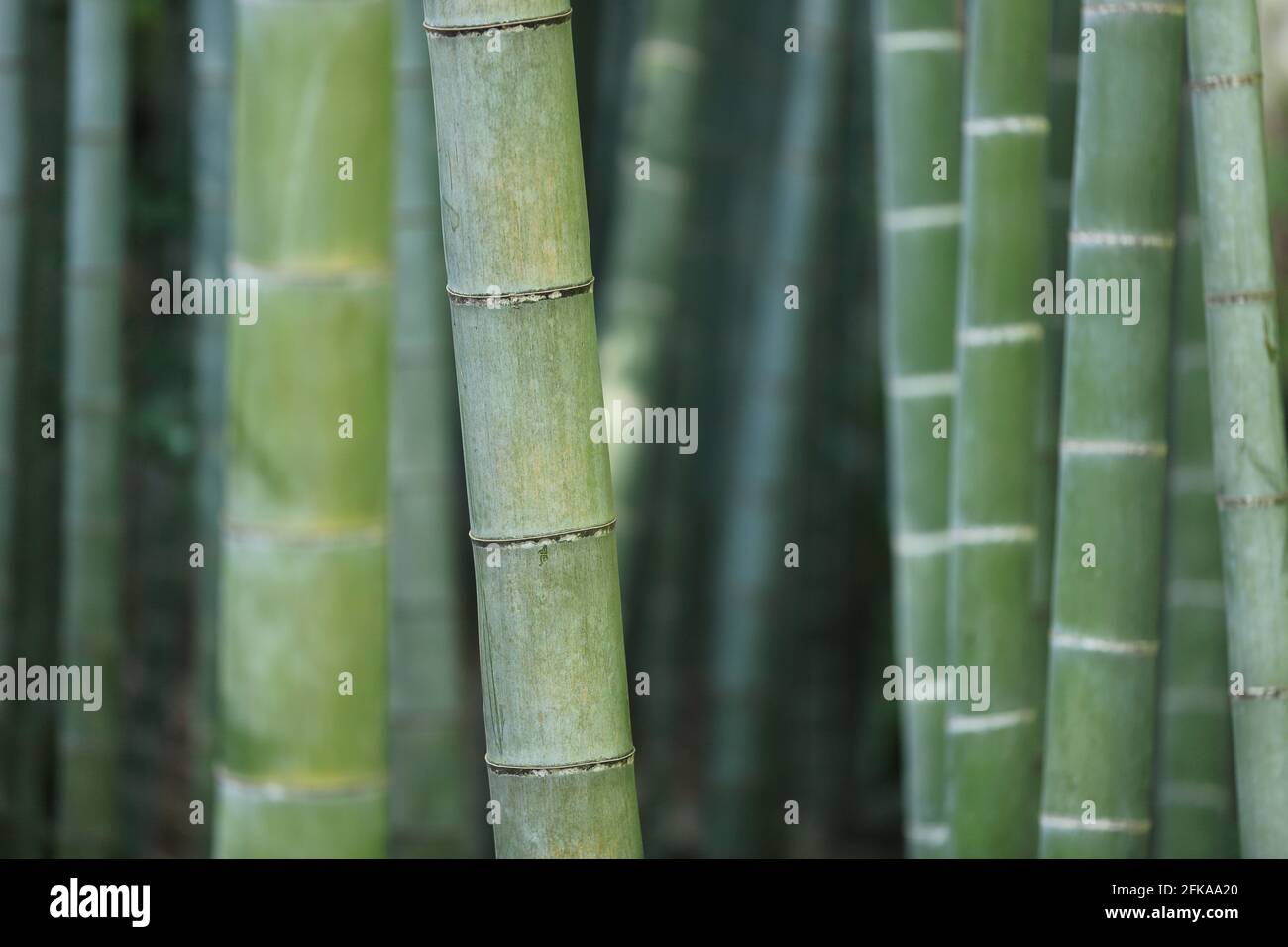 Febbles hi-res stock photography and images - Alamy