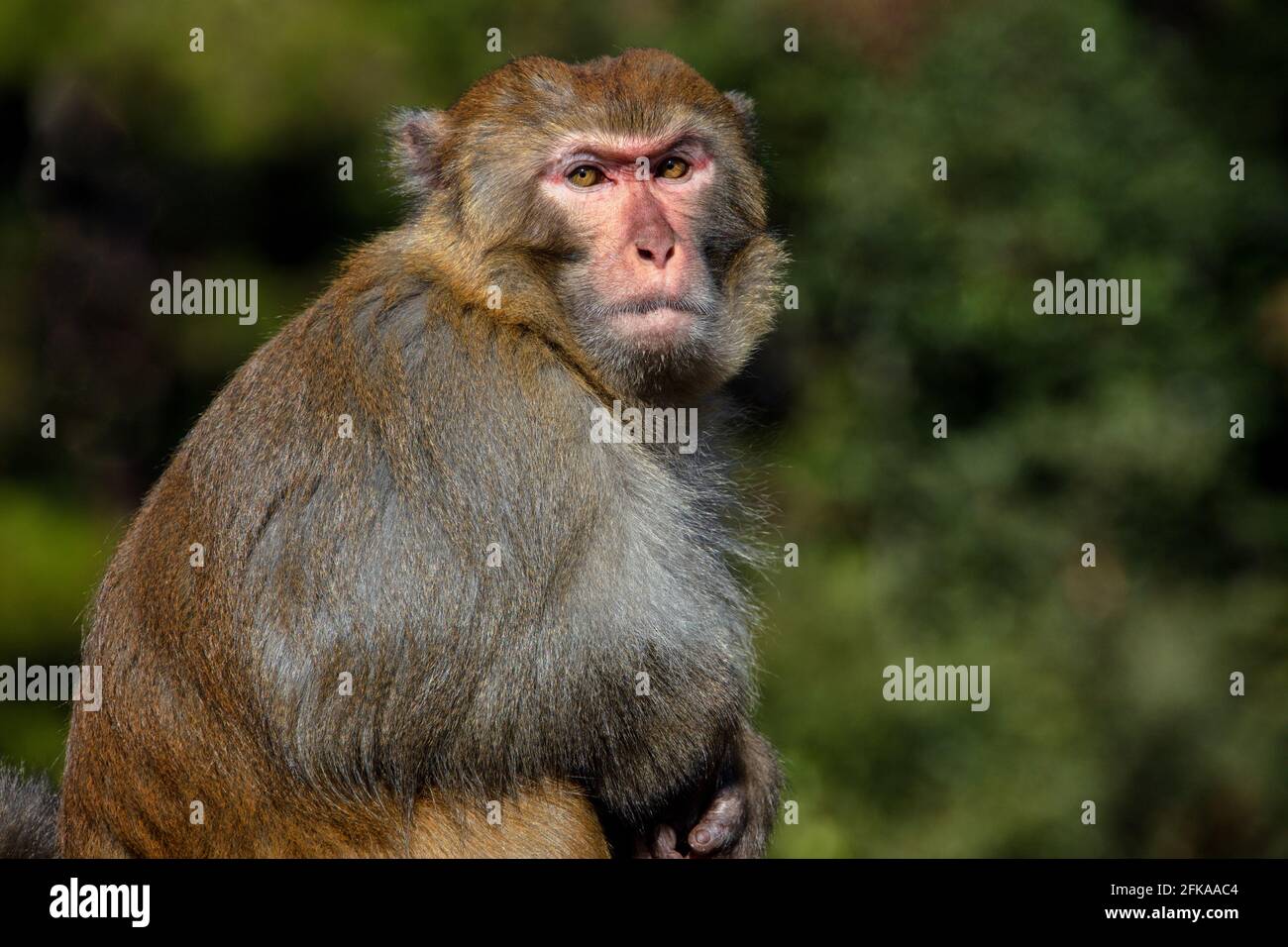 Mountain monkeys hi-res stock photography and images - Alamy