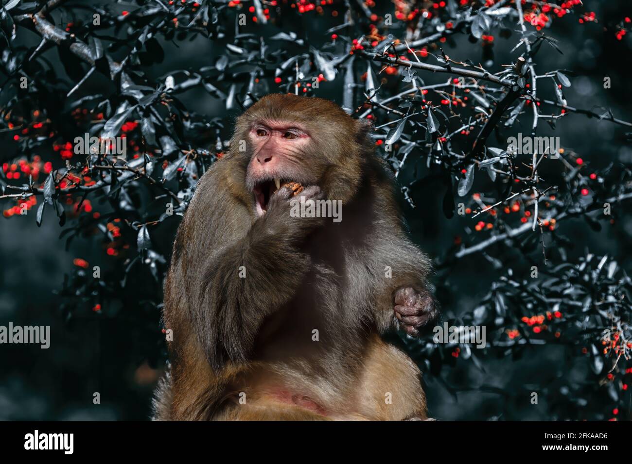Mountain monkeys hi-res stock photography and images - Alamy