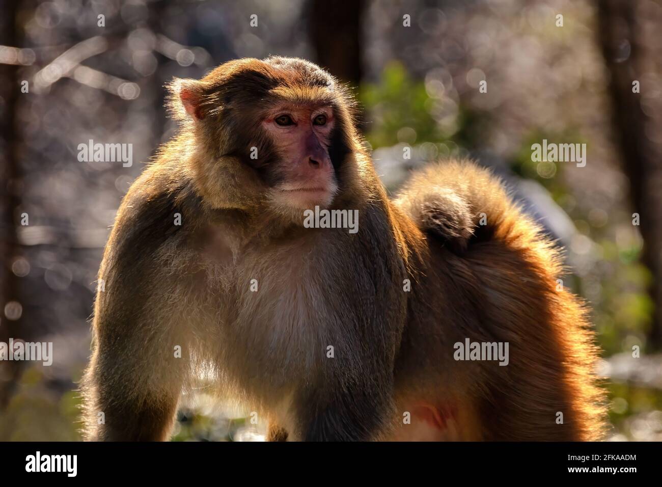 Chongqing mountain monkeys Stock Photo - Alamy