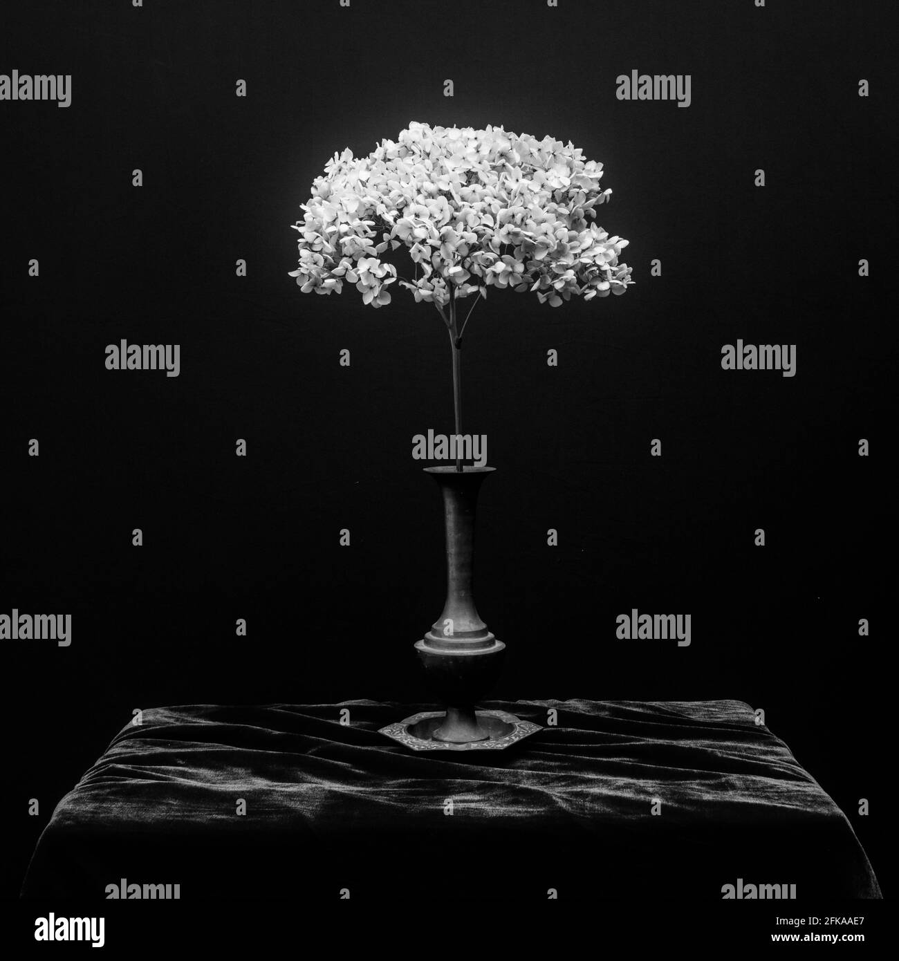 Bright still life Black and White Stock Photos & Images - Alamy