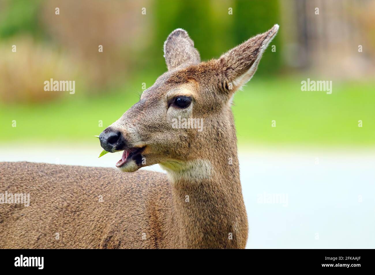 A Columbian Black-tailed Deer (Odocoileus hemionus columbianus) closeup ...