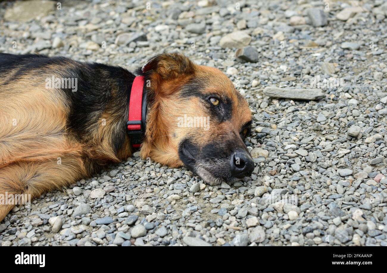 Injured animal lay hi-res stock photography and images - Alamy