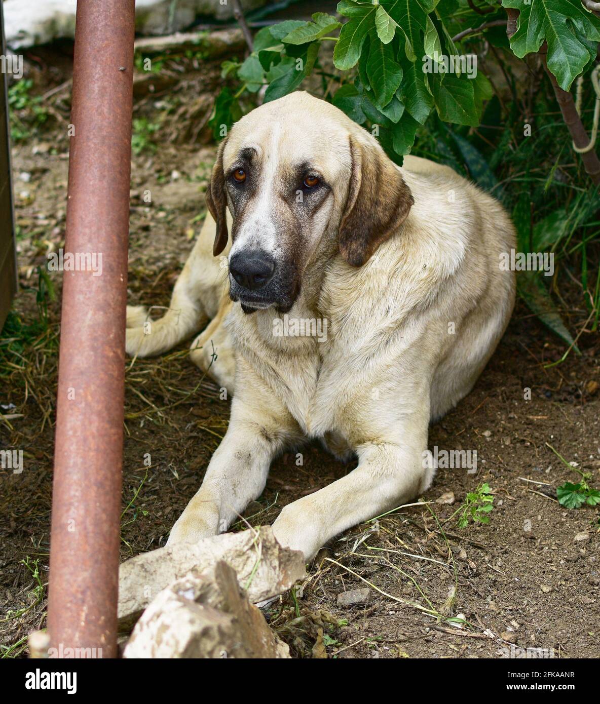 Big white guard dog sitting on the ground beneath the shade of leaves ...