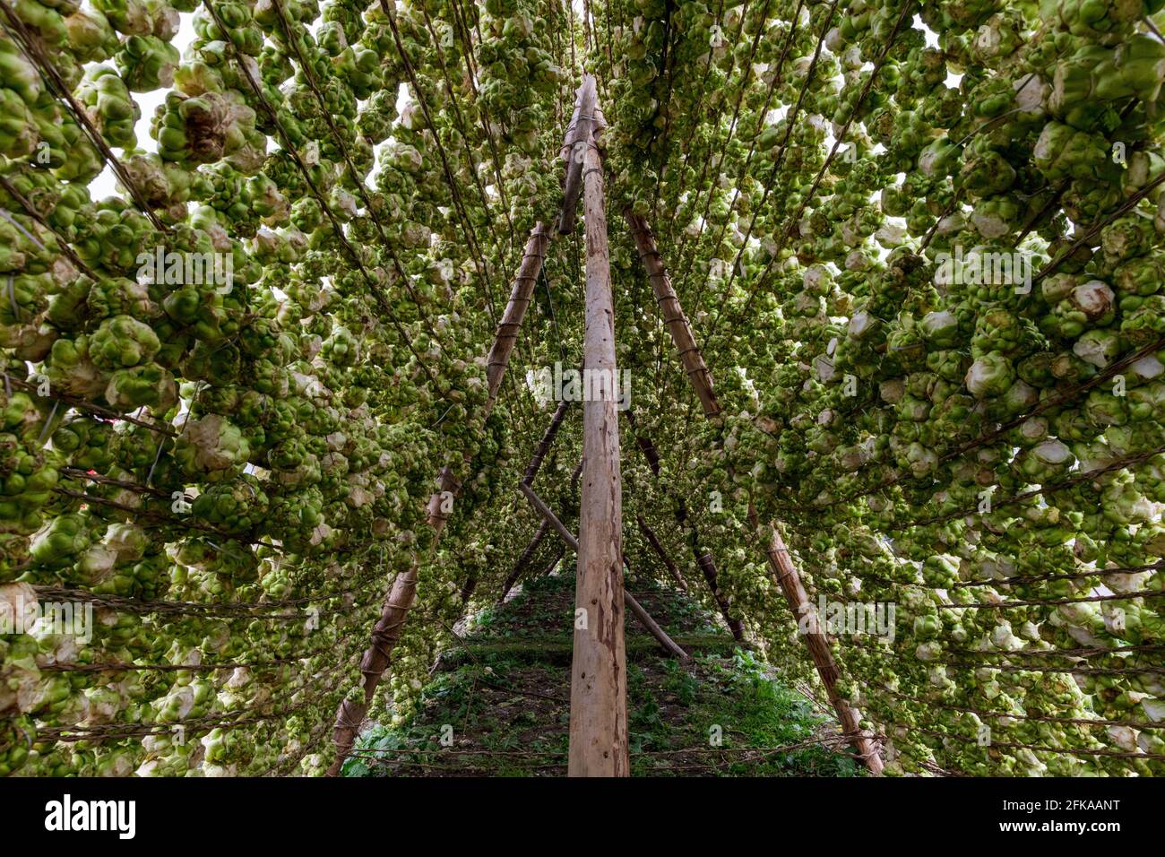 Pickle grass hi-res stock photography and images - Alamy