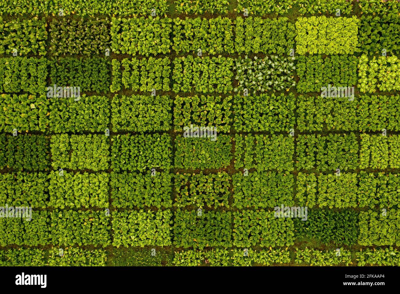 Future pickle hi-res stock photography and images - Alamy