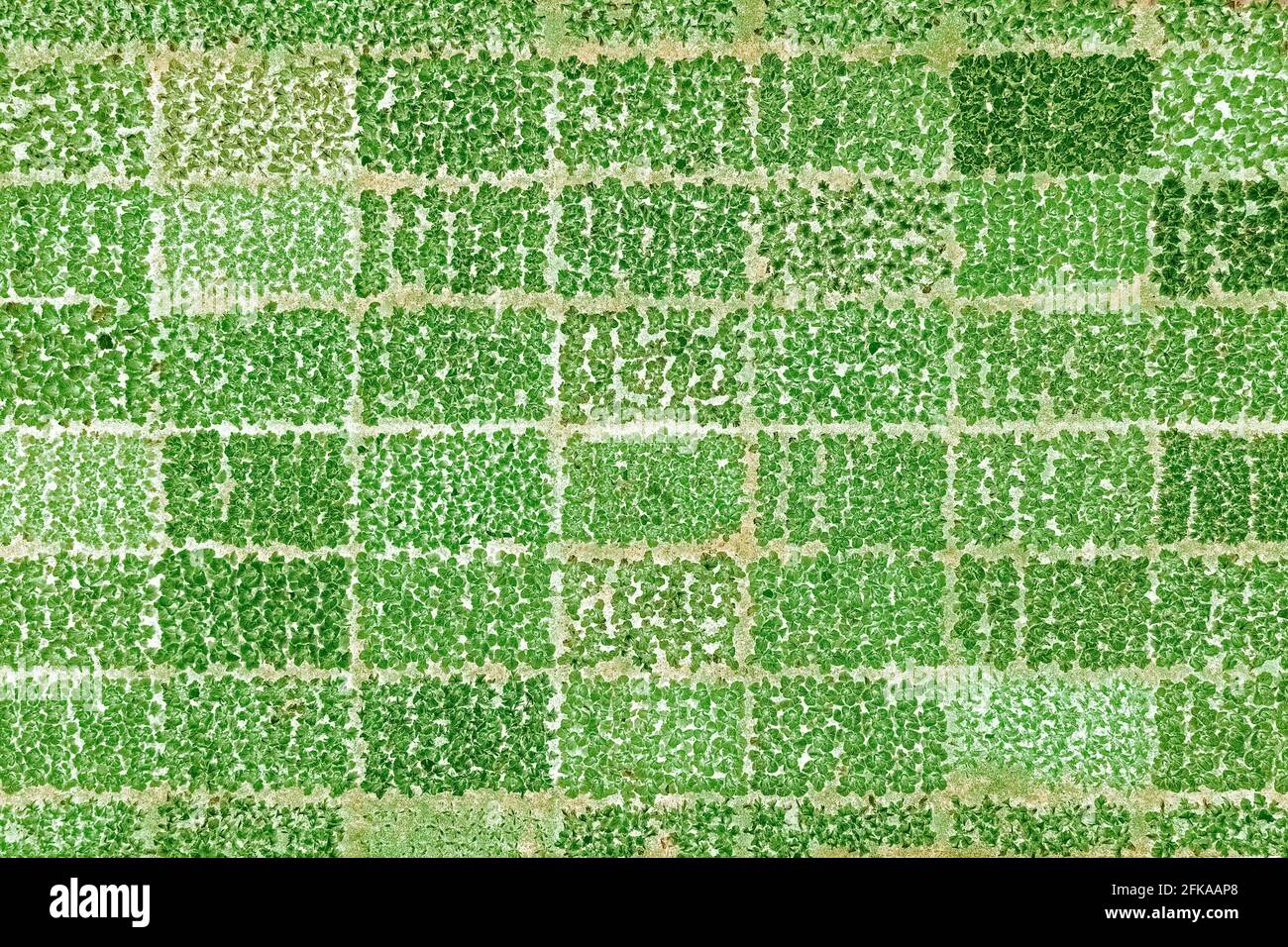 Pickle grass hi-res stock photography and images - Alamy