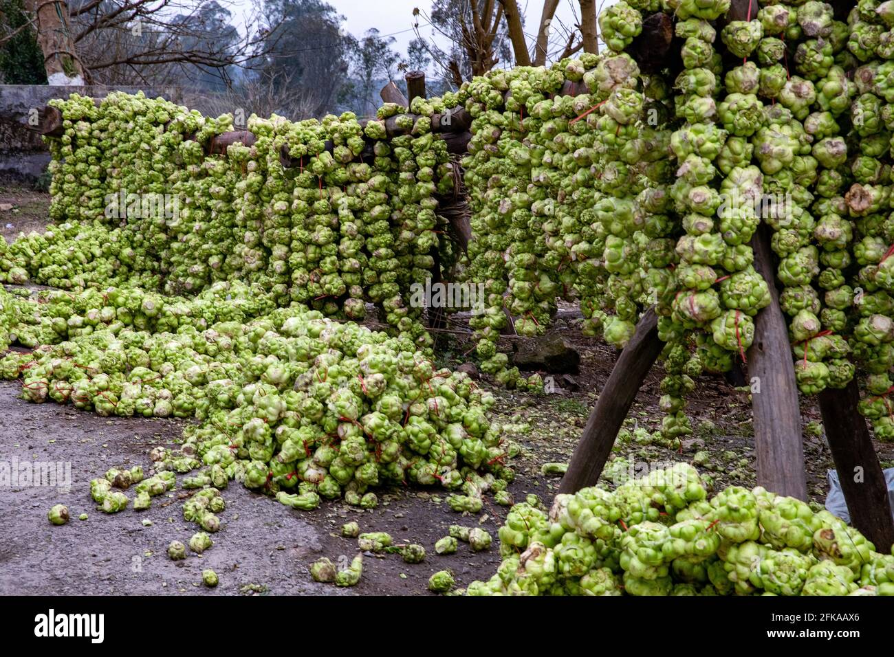 Fuling pickle drying - cabbage head Stock Photo - Alamy
