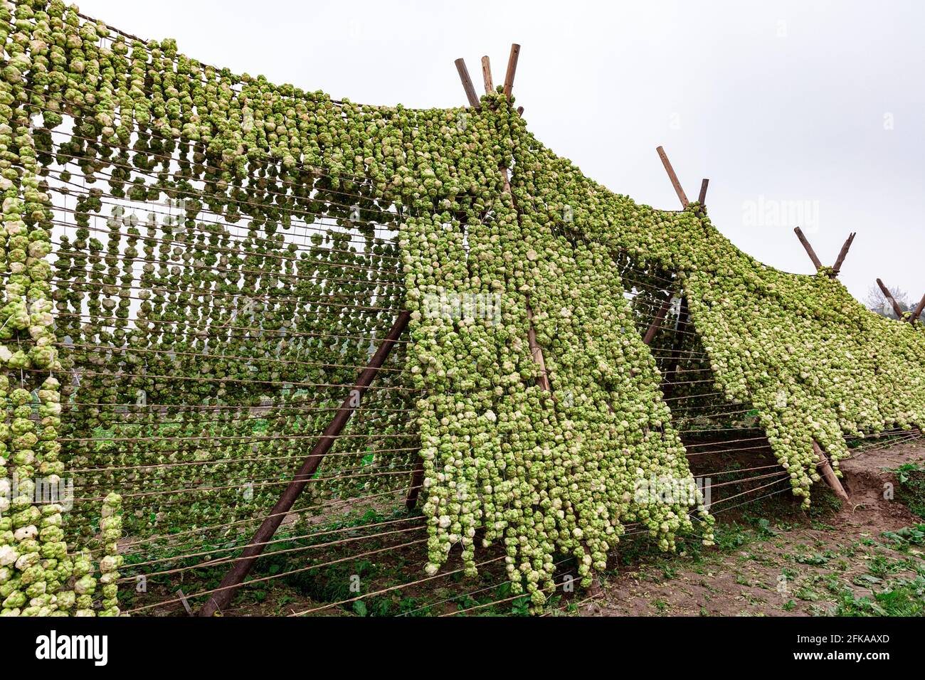 Fuling pickle drying - cabbage head Stock Photo - Alamy