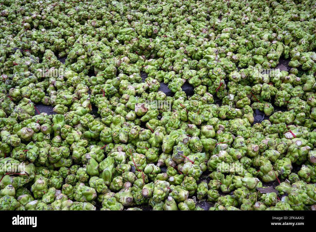 Fuling pickle drying - cabbage head Stock Photo - Alamy