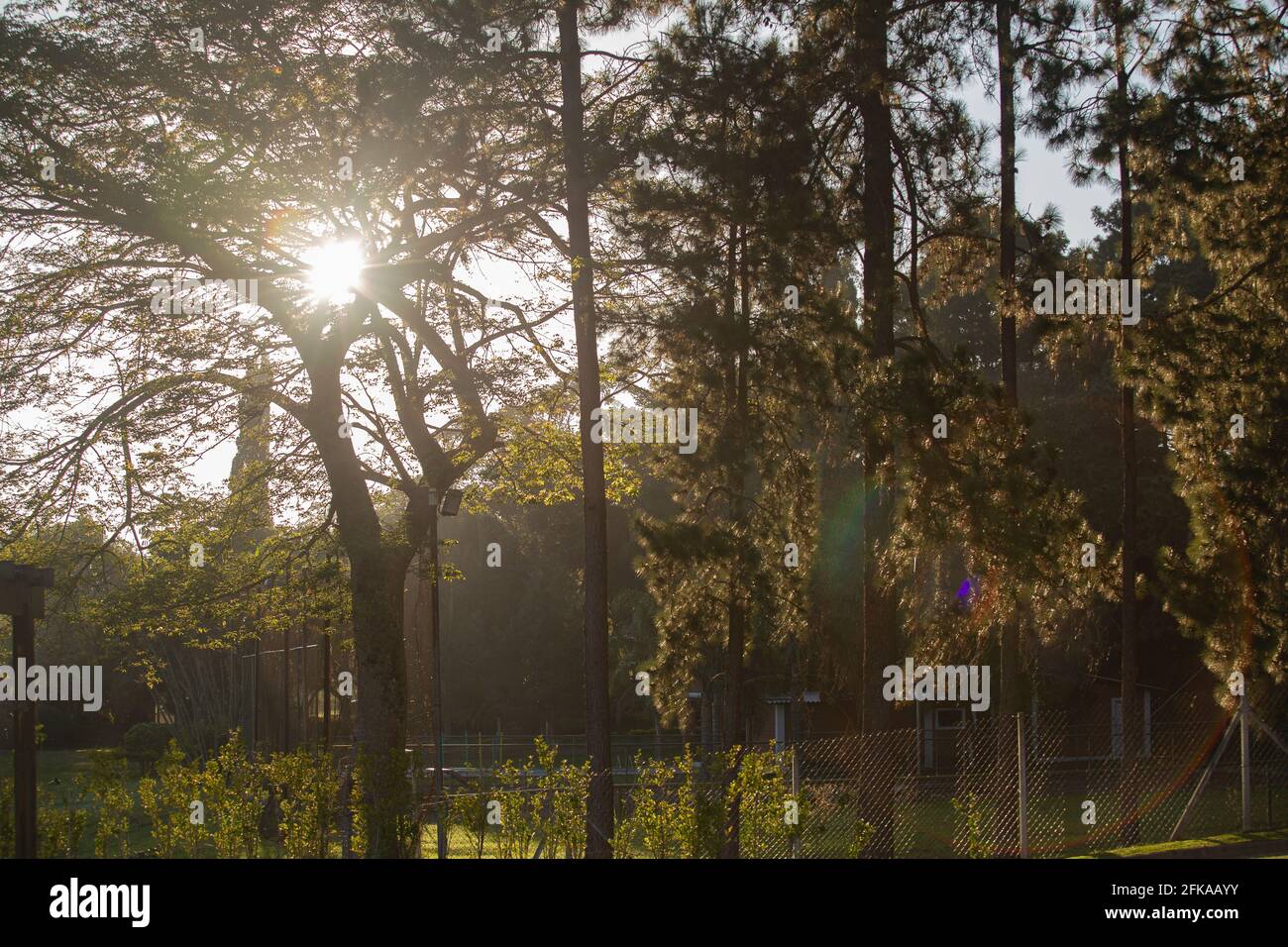 Sunlight passing through the trees. Silhouette of trees Stock Photo - Alamy Sunlight passing through the trees. Silhouette of trees Stock Photo - Alamy