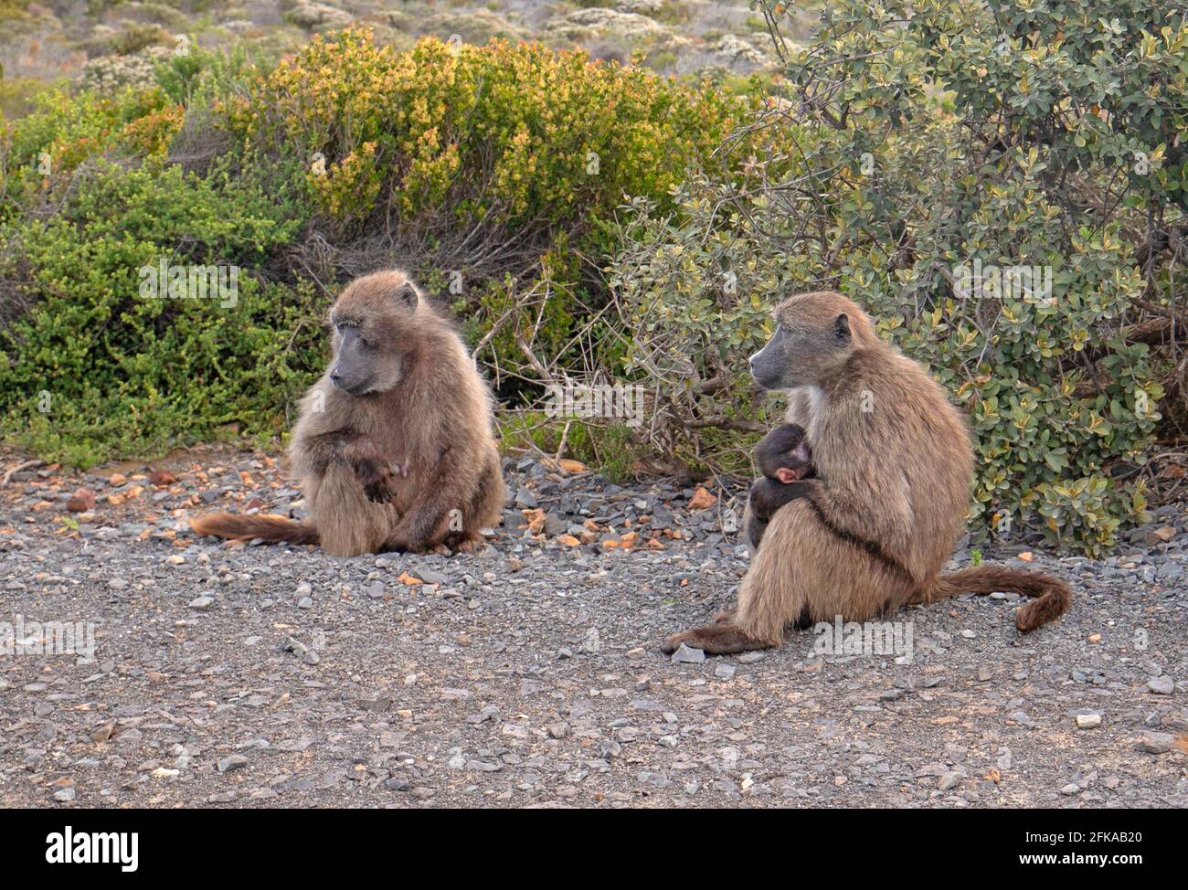 Cape of good hope south africa baboons hi-res stock photography and ...