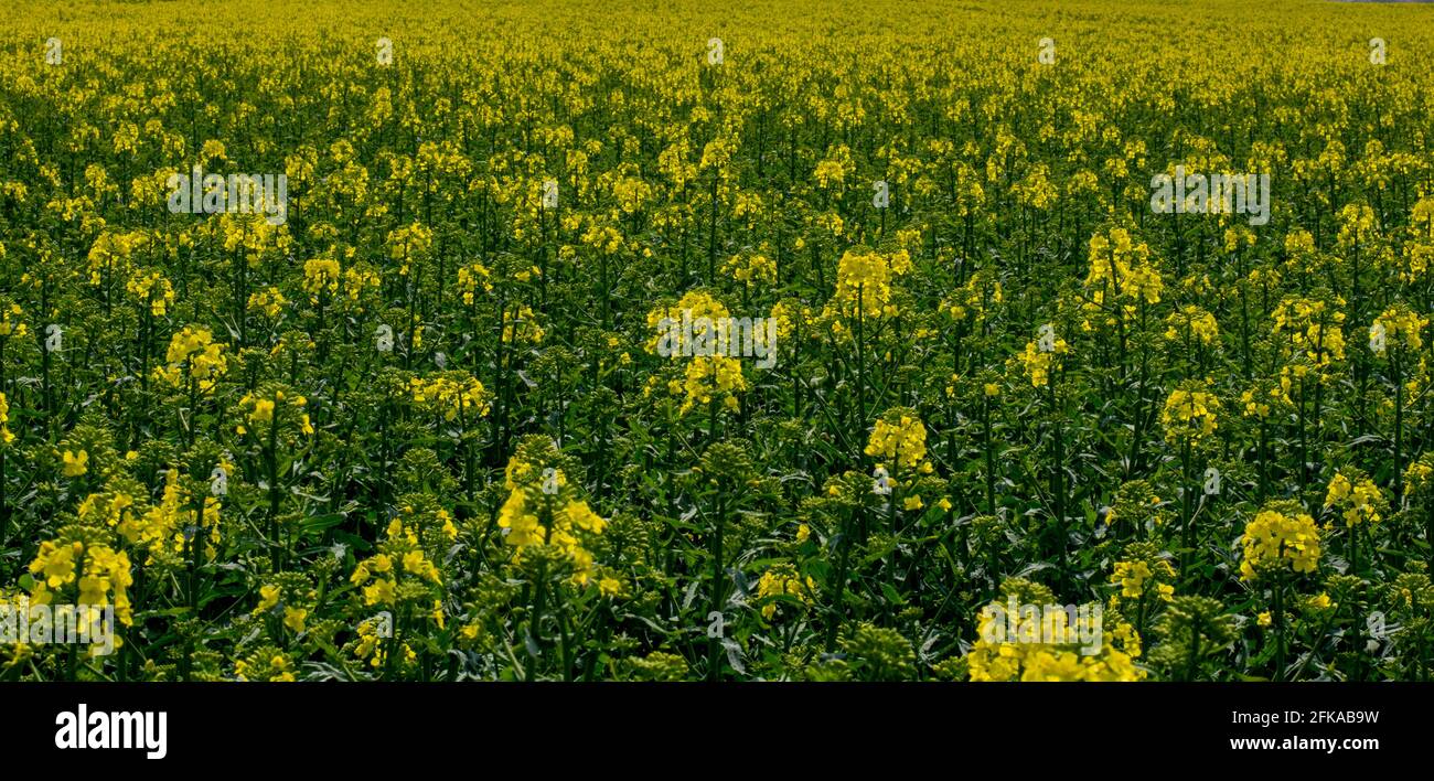 Rapeseed animal feed hi-res stock photography and images - Alamy