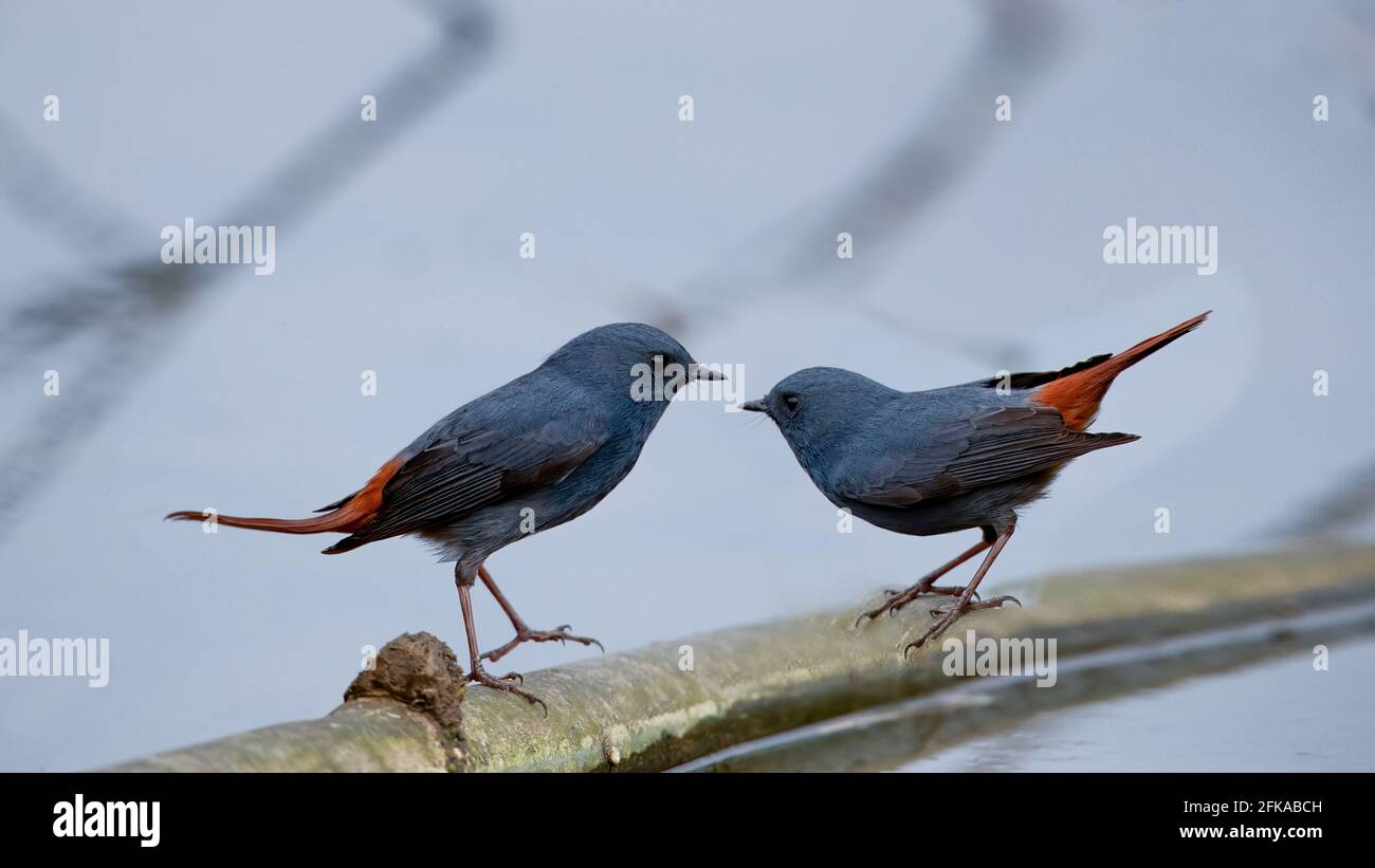 Birds, wild animals Stock Photo - Alamy