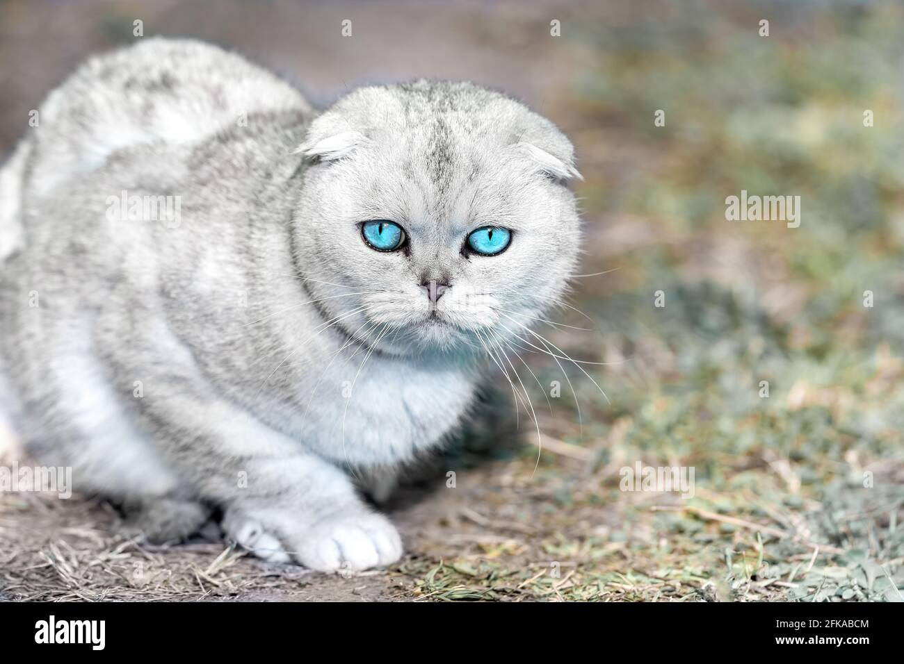 Scottish fold images hi-res stock photography and images - Alamy