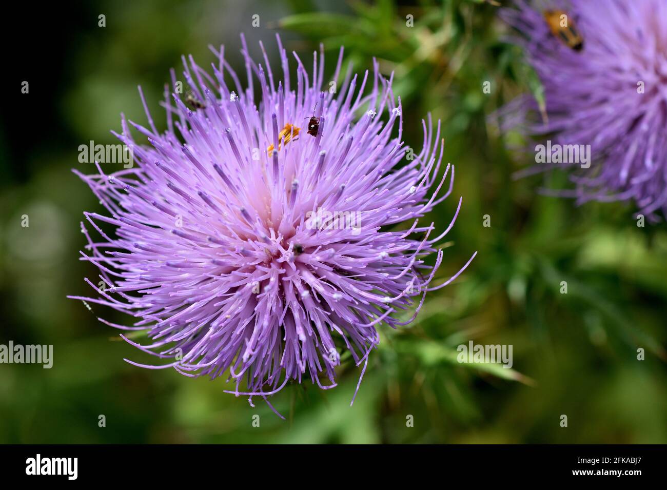 Purple Prairie Wildflower High Resolution Stock Photography and Images ...