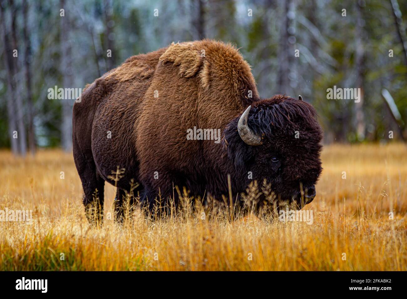 Yellowstone National Park, Wyoming, USA. 5th Oct, 2018. A bison grazes ...