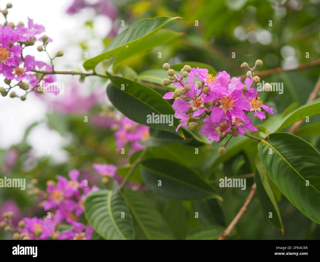 Lagerstroemia lagerstroemia speciosa lythraceae tree hi-res stock ...