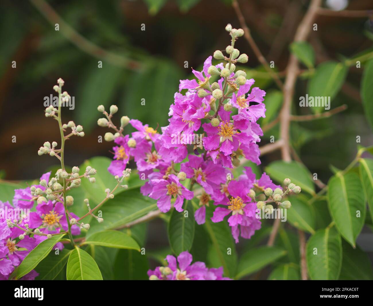 Lagerstroemia lagerstroemia speciosa lythraceae tree hi-res stock ...