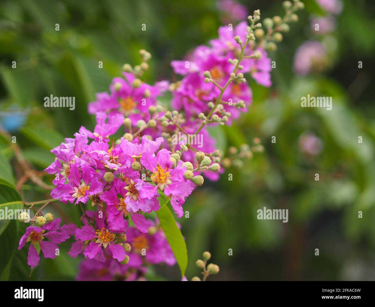 Lagerstroemia lagerstroemia speciosa lythraceae tree hi-res stock ...