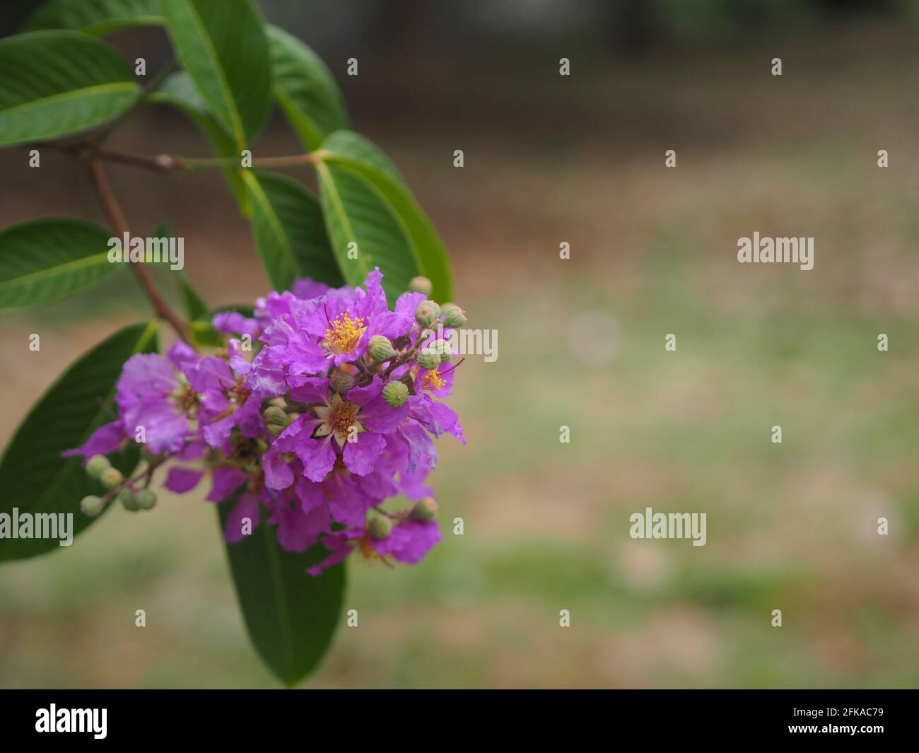 Bungor, Lagerstroemia floribunda Jack ex Blume violet flower tree in ...