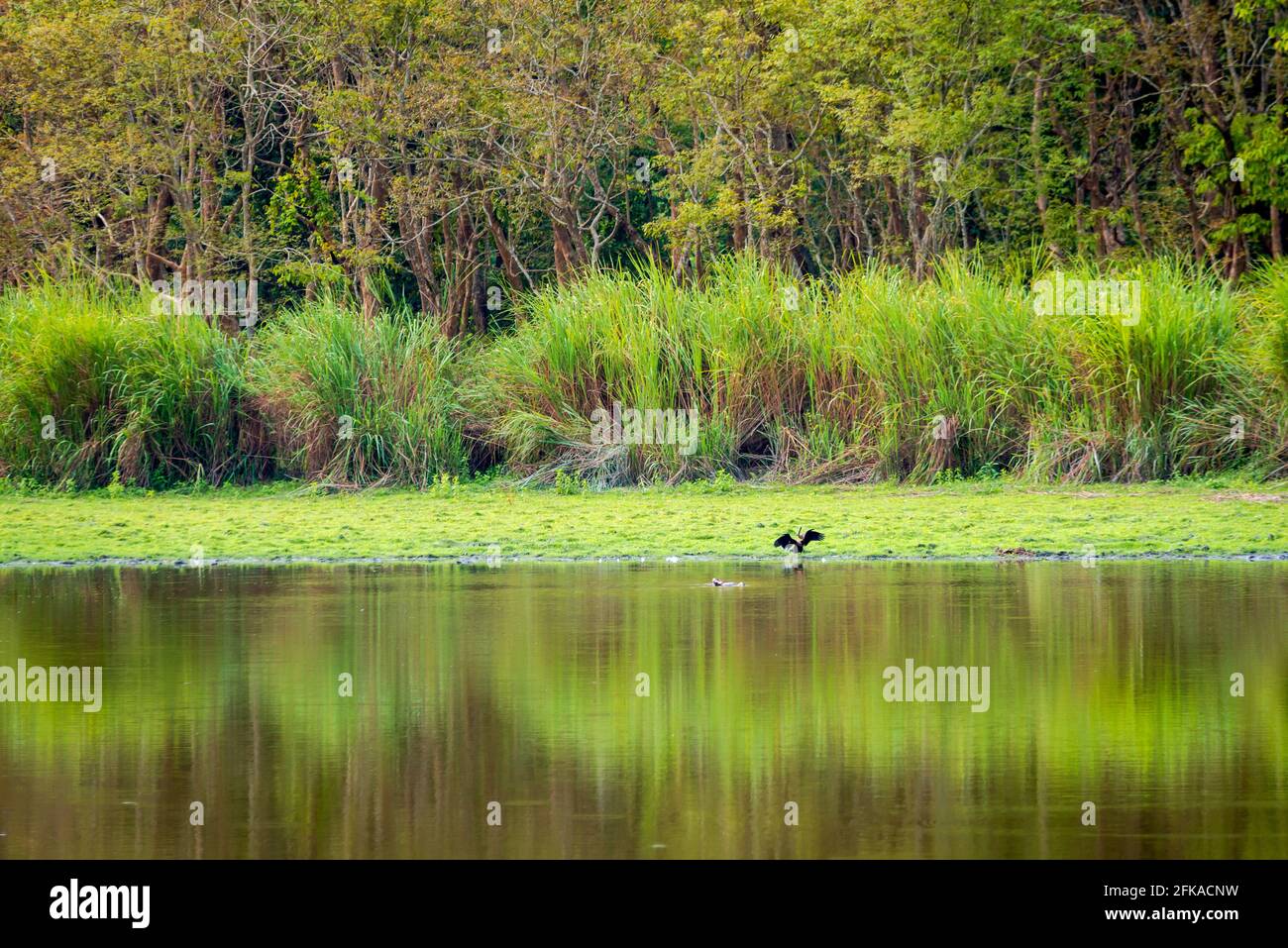 Water reflection. A forest view with shimmering river water reflection ...