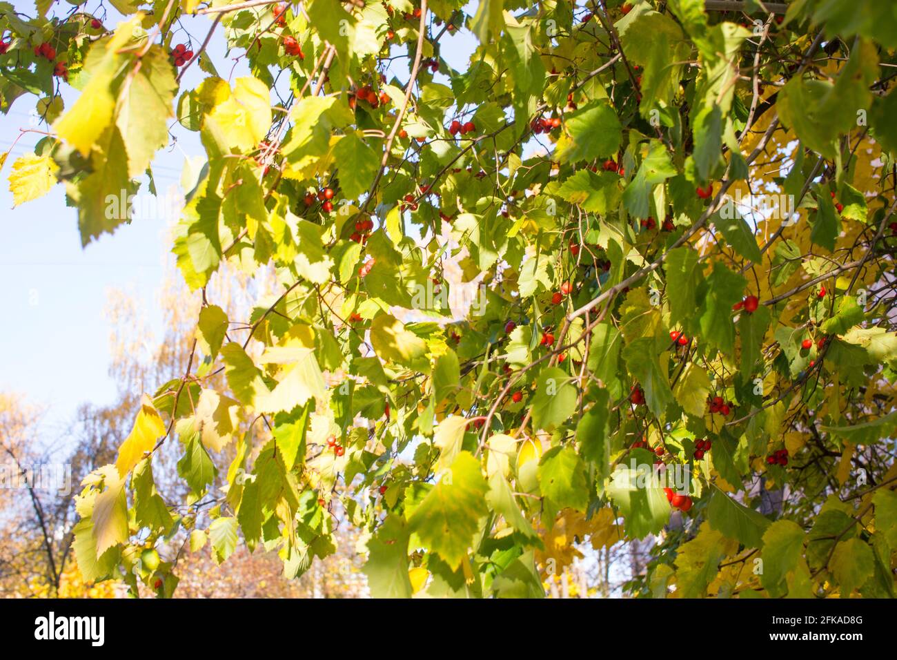 Red hawthorn berries on the branches of a tree Stock Photo - Alamy