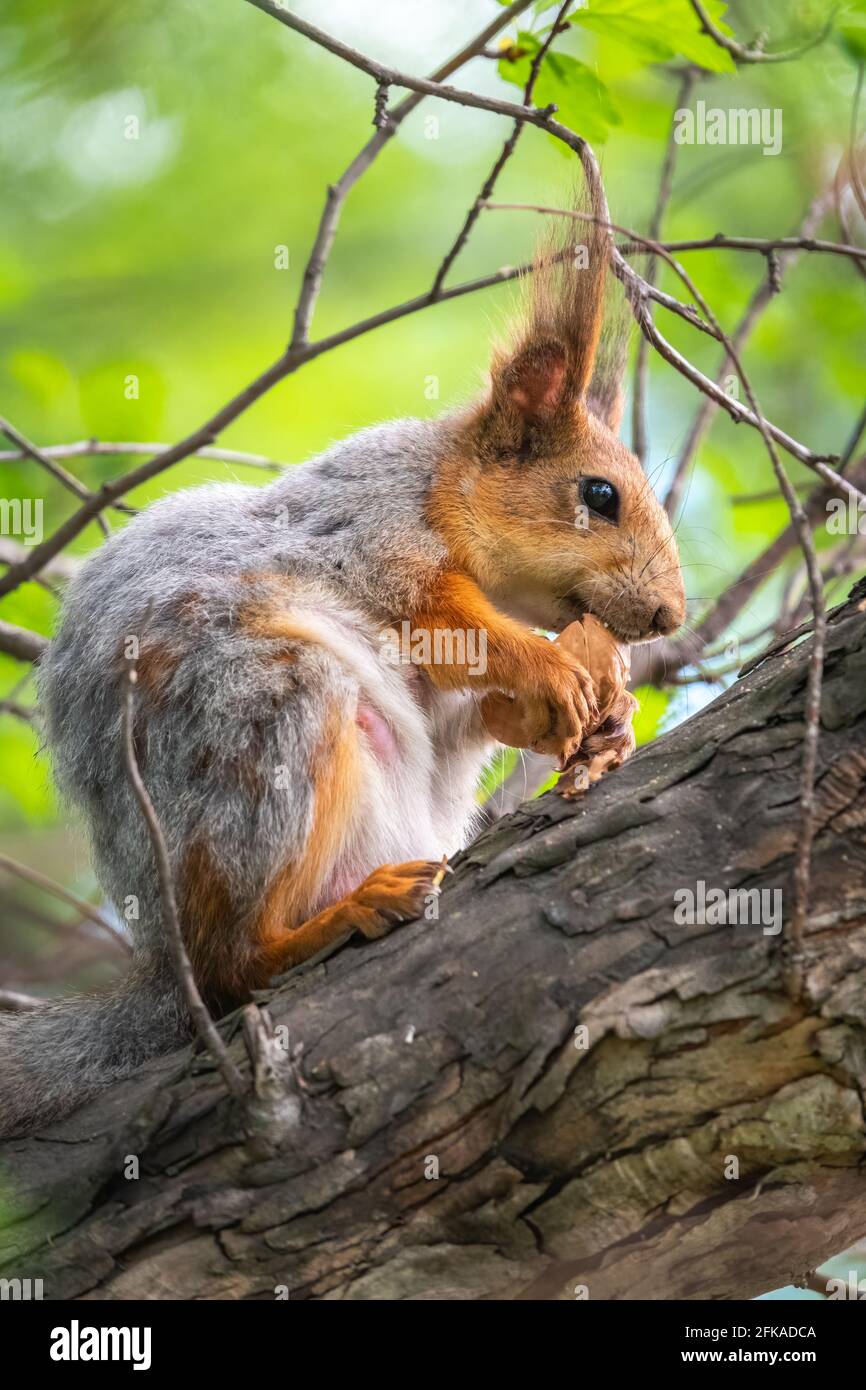 The squirrel with nut sits on a branches in the spring or summer ...