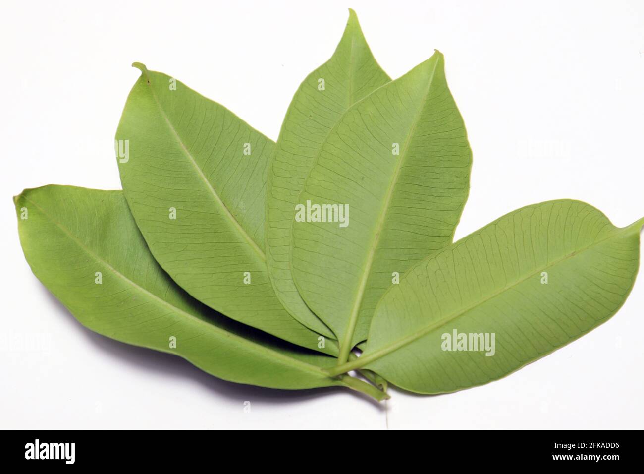 Java plum hi-res stock photography and images - Alamy