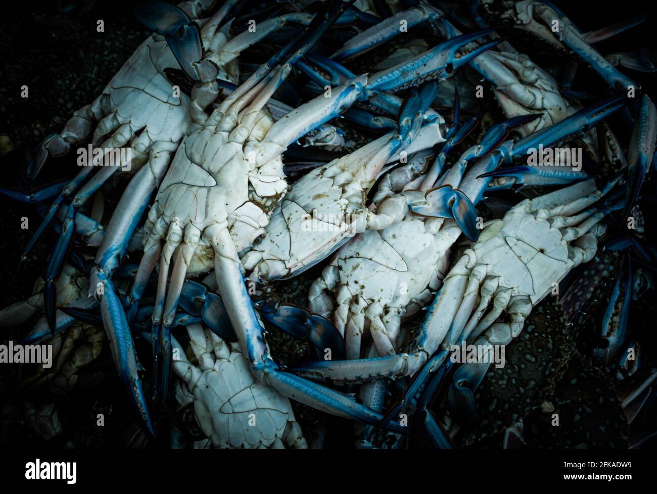 Chesapeake bluecrabs close up shot Stock Photo - Alamy