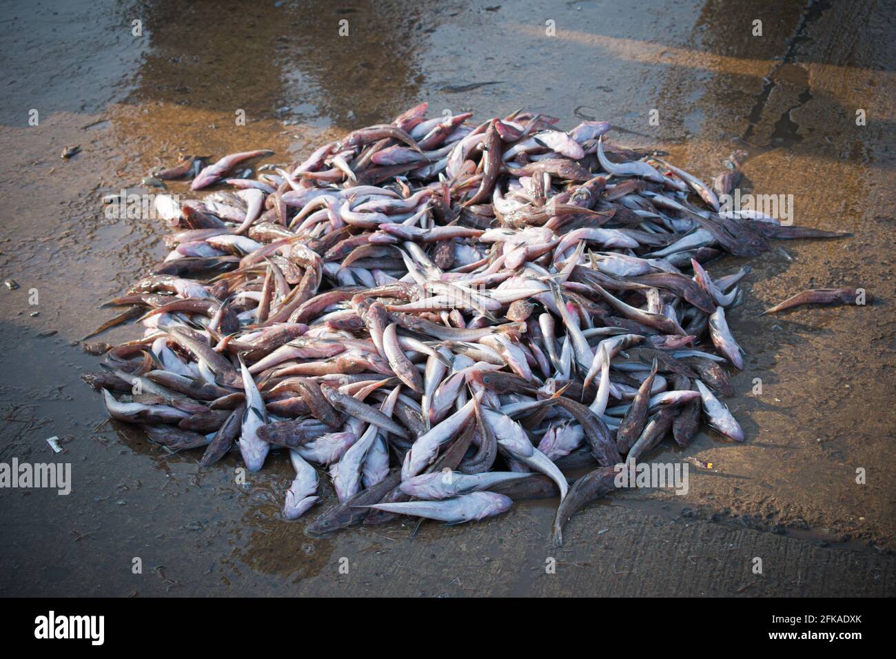 Greater lizardfish hi-res stock photography and images - Alamy