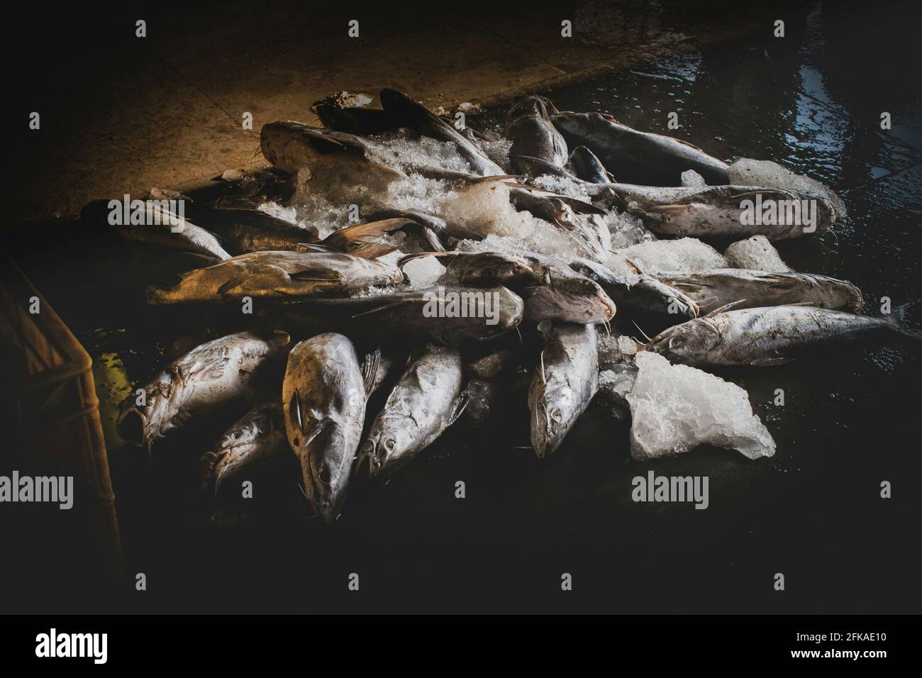 Collection of silver catfish on the ground Stock Photo - Alamy
