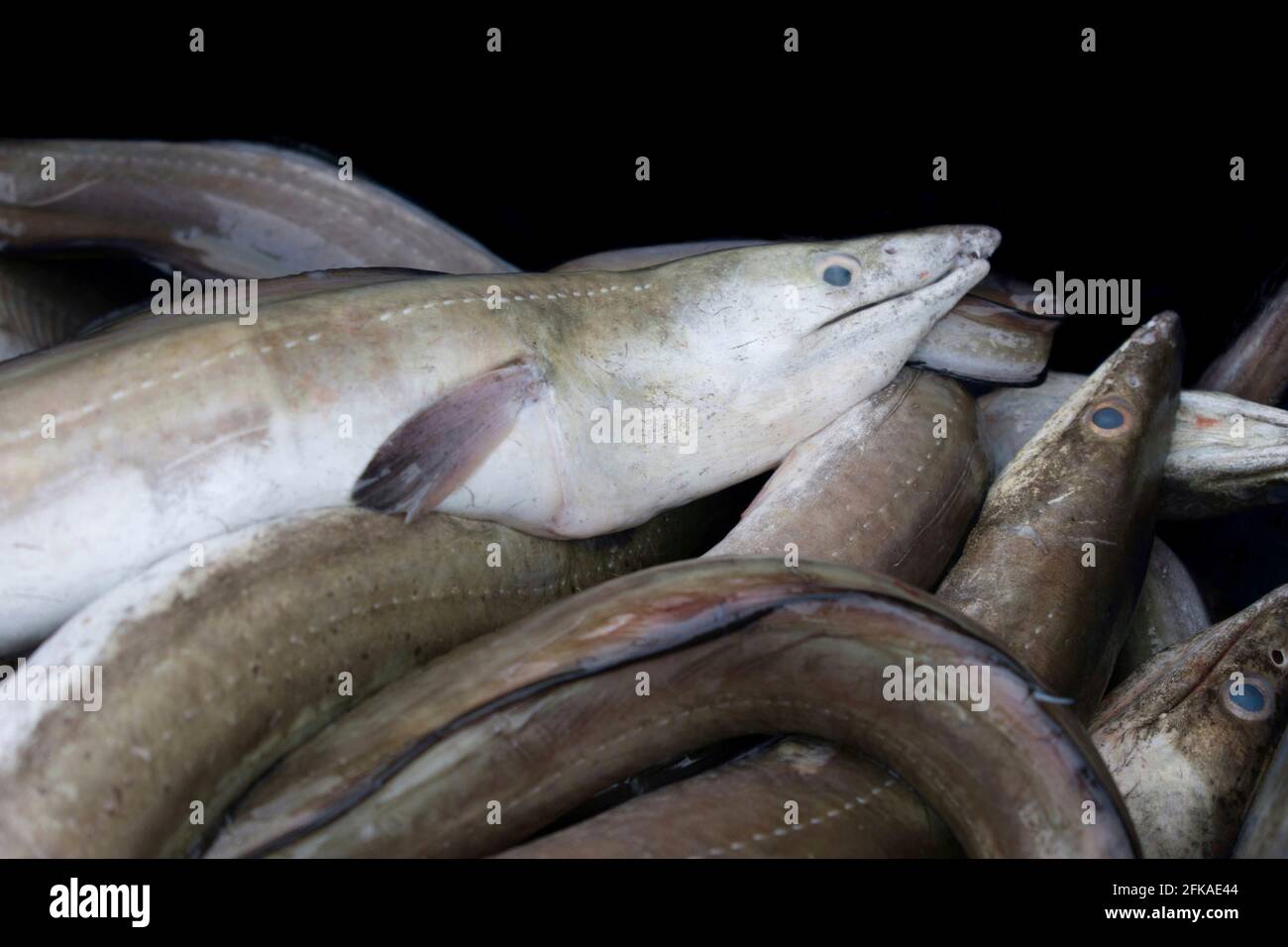 Pike eels hi-res stock photography and images - Alamy