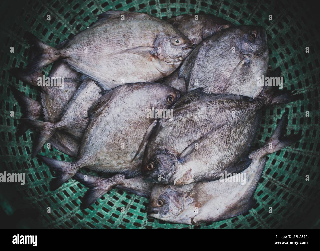 Black Pomfret Monchong Fish Pictures