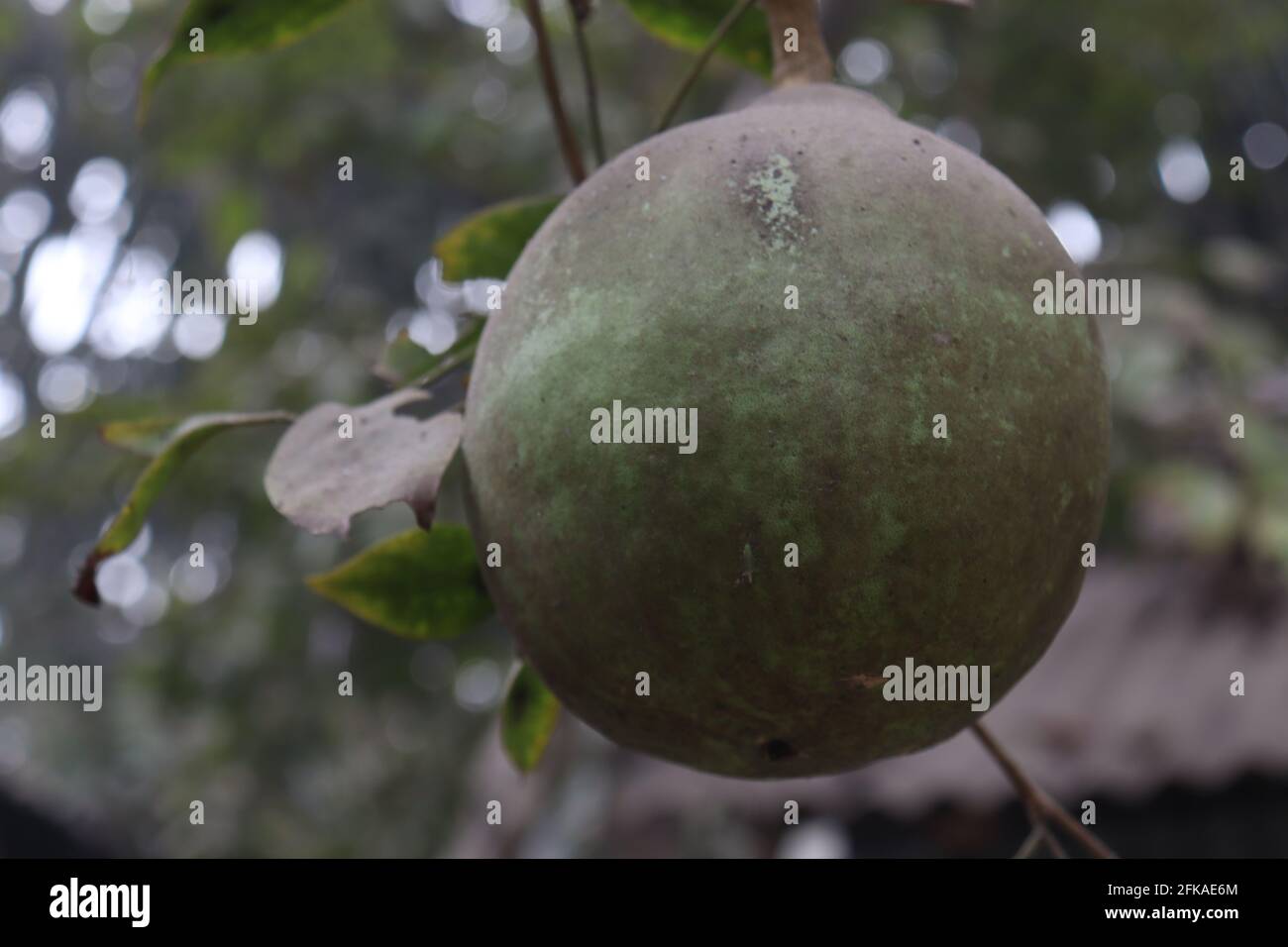 Epicure apple on tree hi-res stock photography and images - Alamy