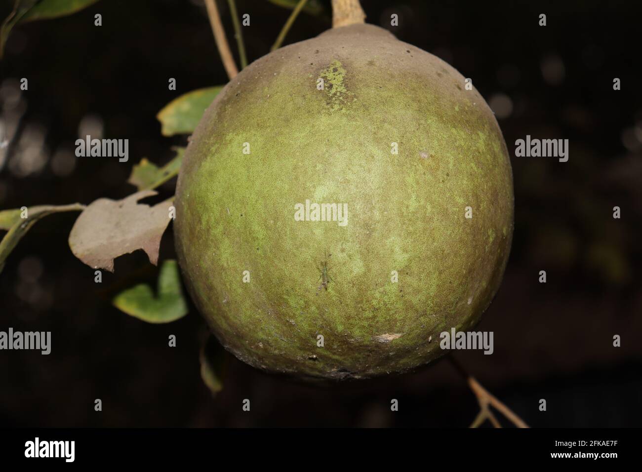 green colored ripe wood apple on tree for harvest Stock Photo - Alamy