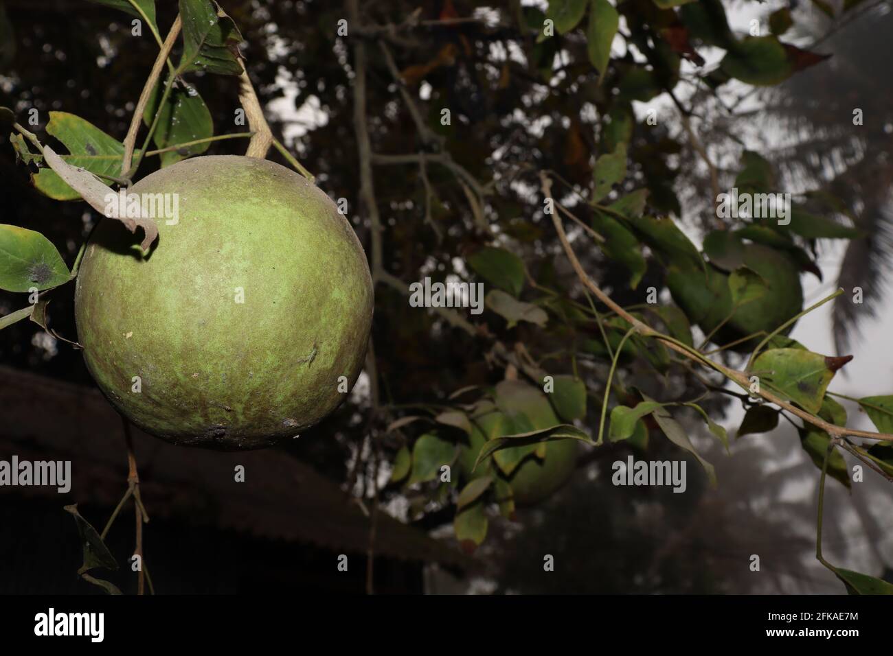 green colored ripe wood apple on tree for harvest Stock Photo - Alamy